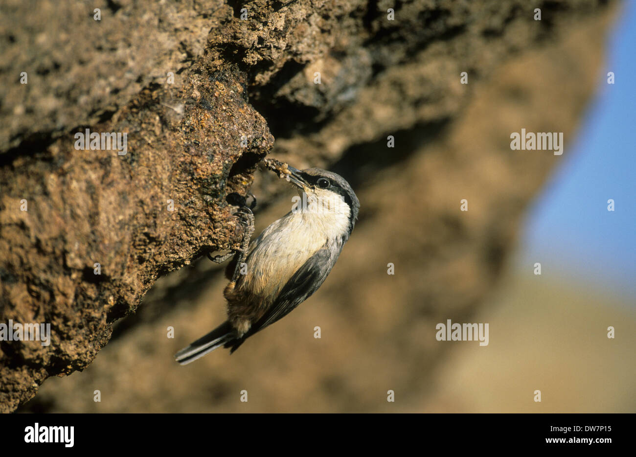 WESTERN ROCK NUTHATCH (Sitta neumayer) adult male with food at nest ...
