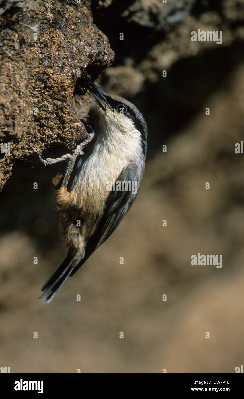 WESTERN ROCK NUTHATCH (Sitta neumayer) adult male using crushed insects ...