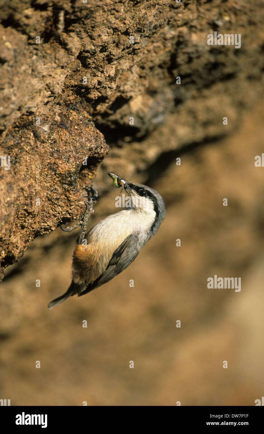 WESTERN ROCK NUTHATCH (Sitta neumayer) adult male with food at nest ...
