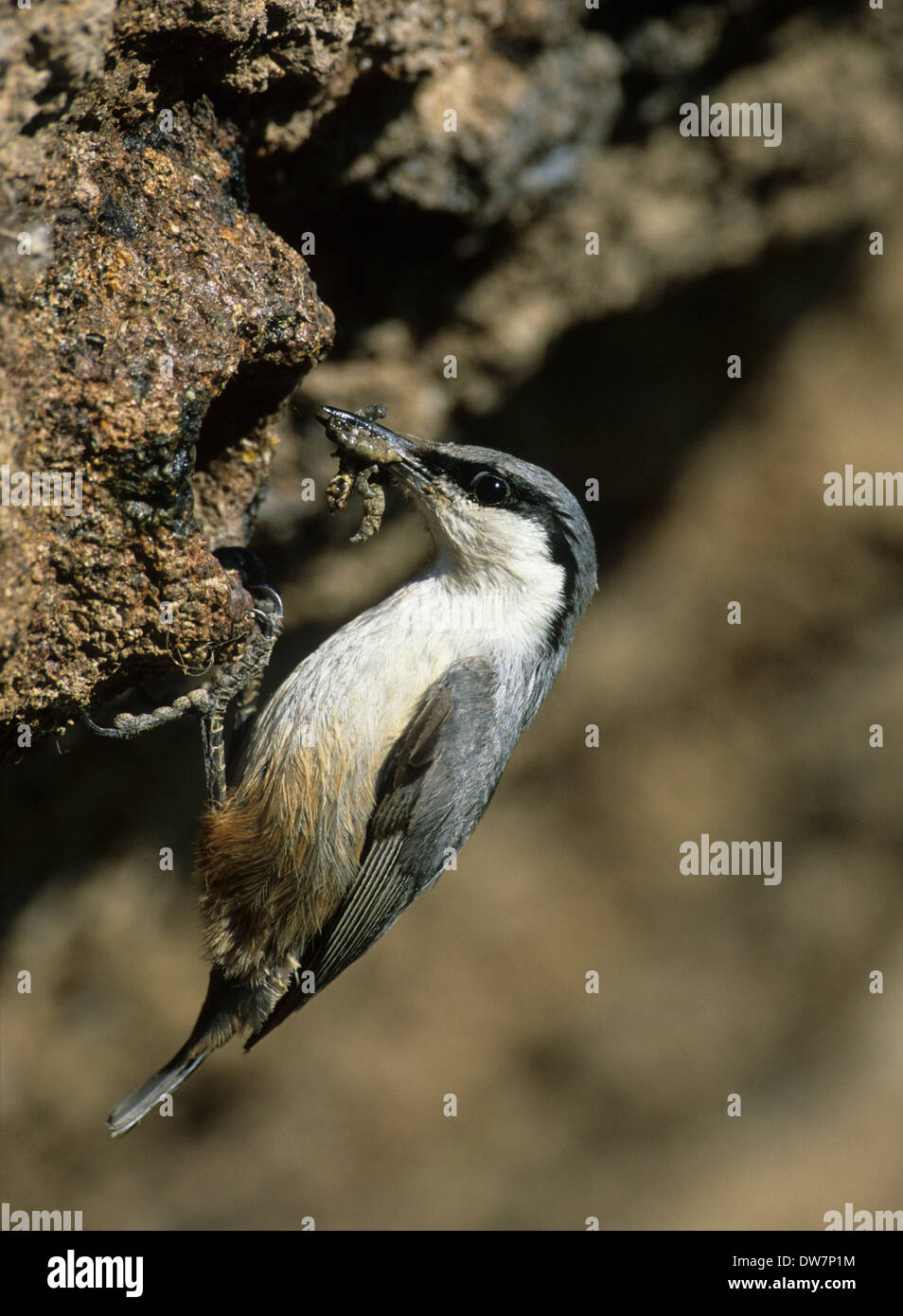 WESTERN ROCK NUTHATCH (Sitta neumayer) adult male with food at nest ...
