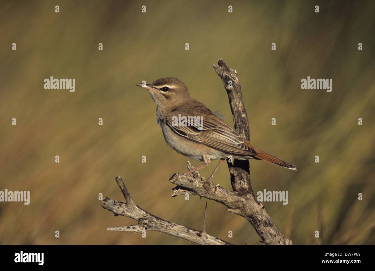 Bush robin hi-res stock photography and images - Alamy