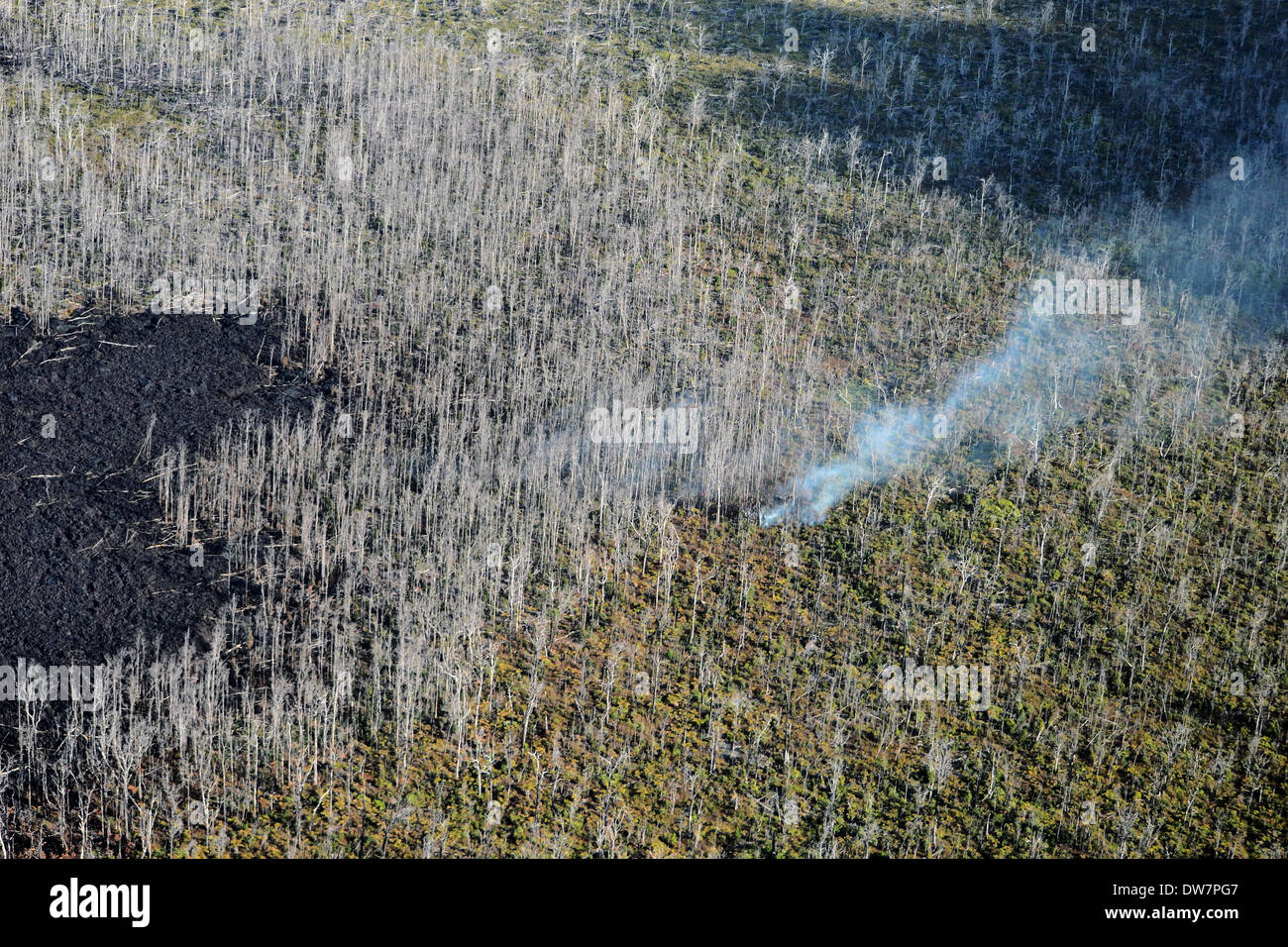 Aerial view of destroyed trees in an active lava field in the Kilauea ...