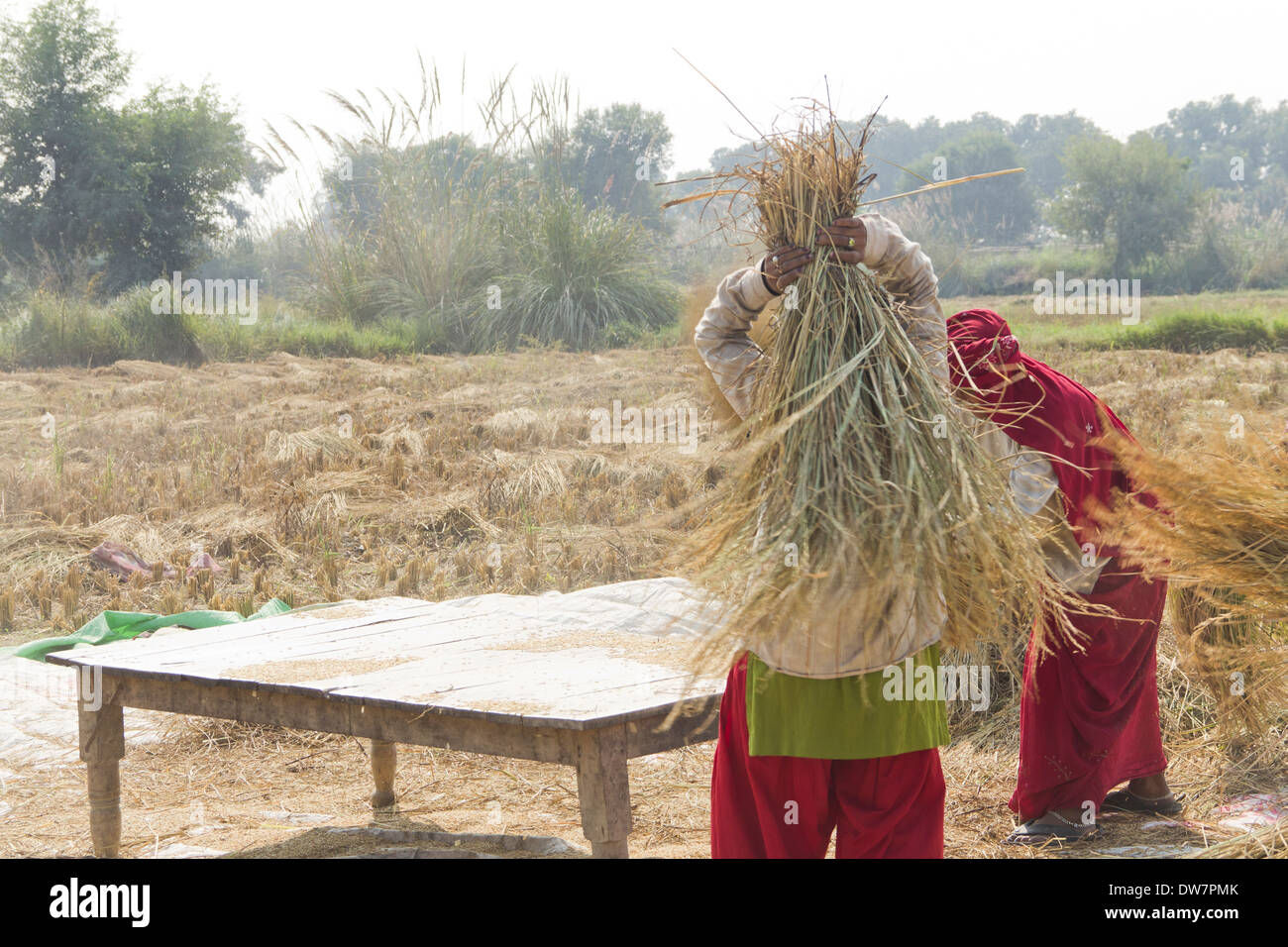 Lady in rice paddy fields hi-res stock photography and images - Alamy