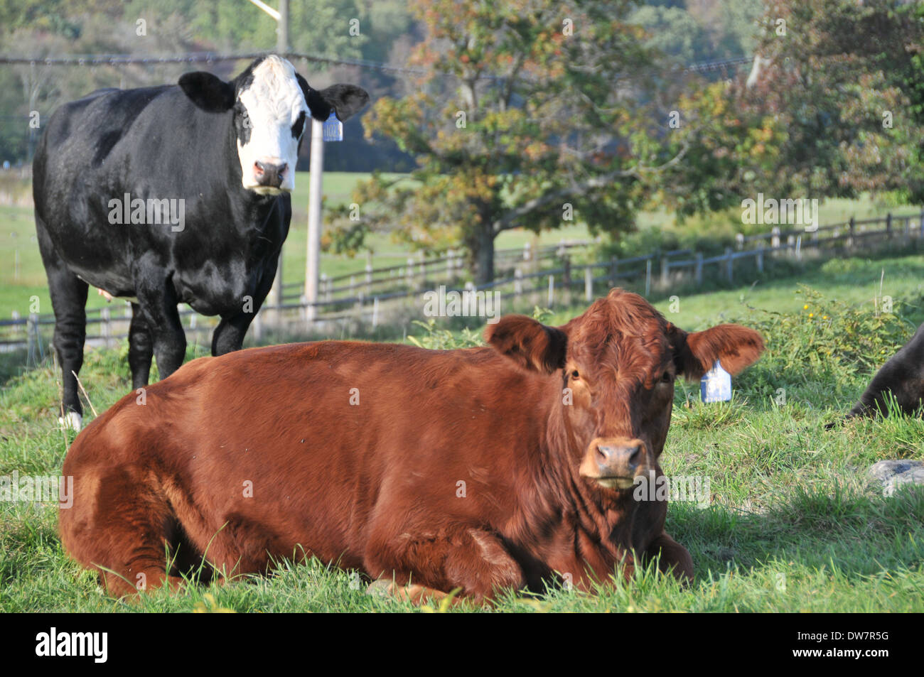 Cartoon cow bull hi-res stock photography and images - Alamy