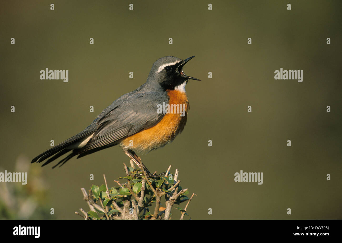 White-throated Robin (Irania gutturalis) adult male on breeding ...