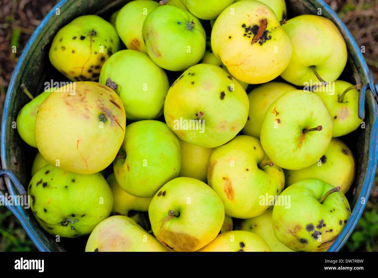 harvest broken and bad apples in a bucket Stock Photo - Alamy