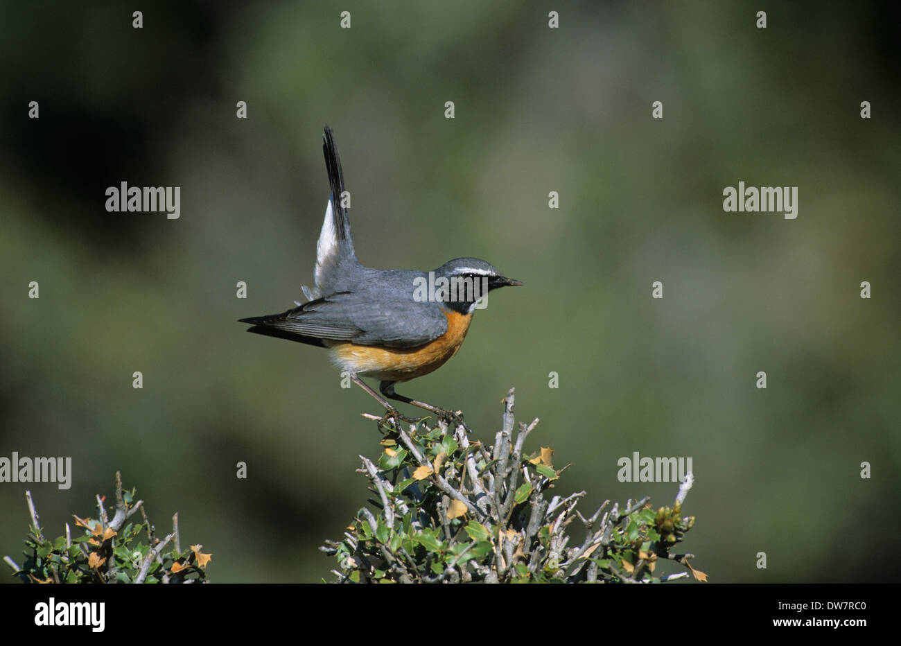 Korkutelli turkey hi-res stock photography and images - Alamy