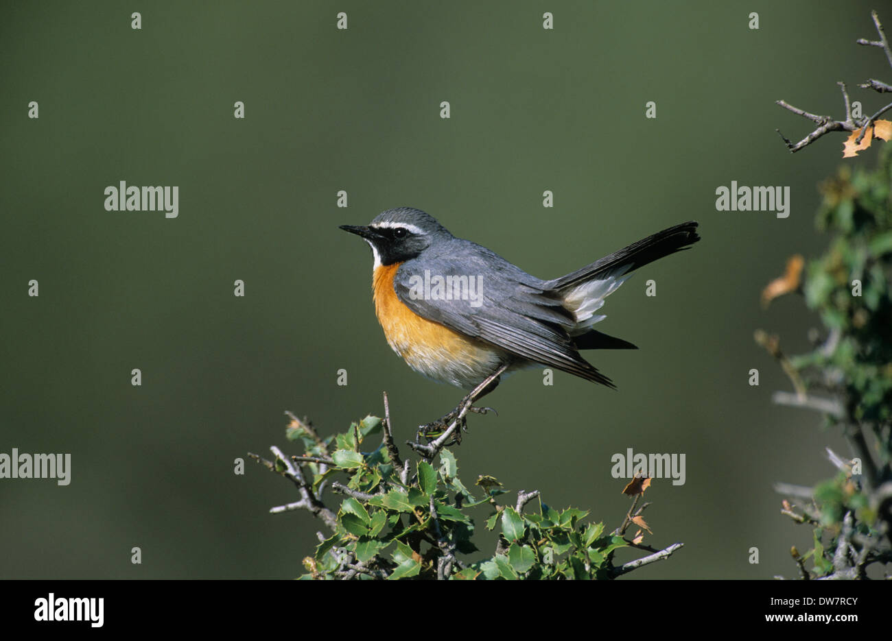 White-throated Robin (Irania gutturalis) adult male on breeding ...