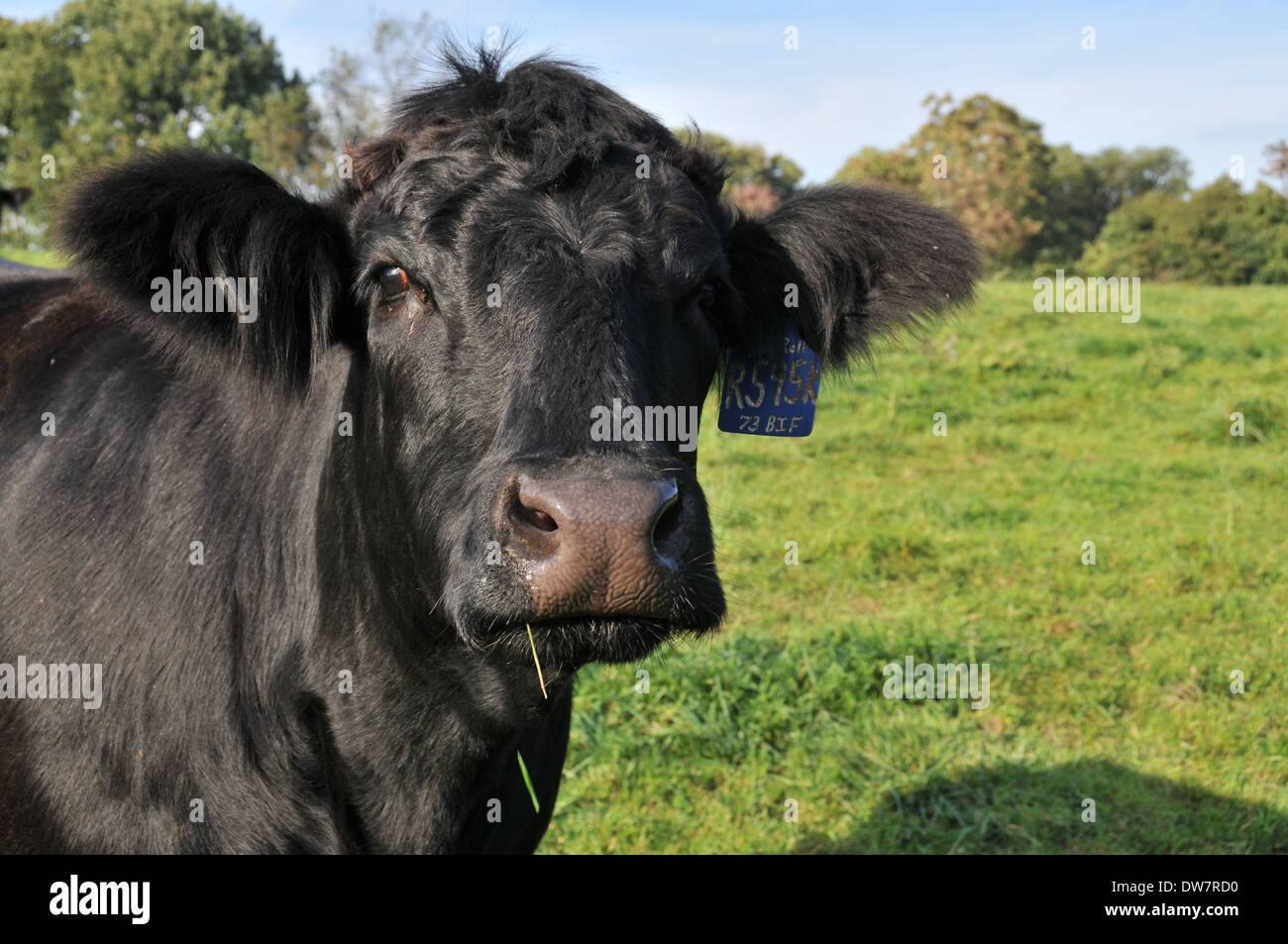 Cow Head Drawing High Resolution Stock Photography and Images - Alamy