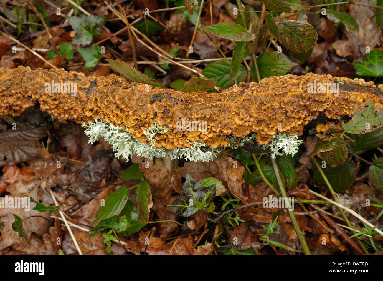 Lichen and Fungus on a Log ( Evernia prunastri and a Stereum species ...