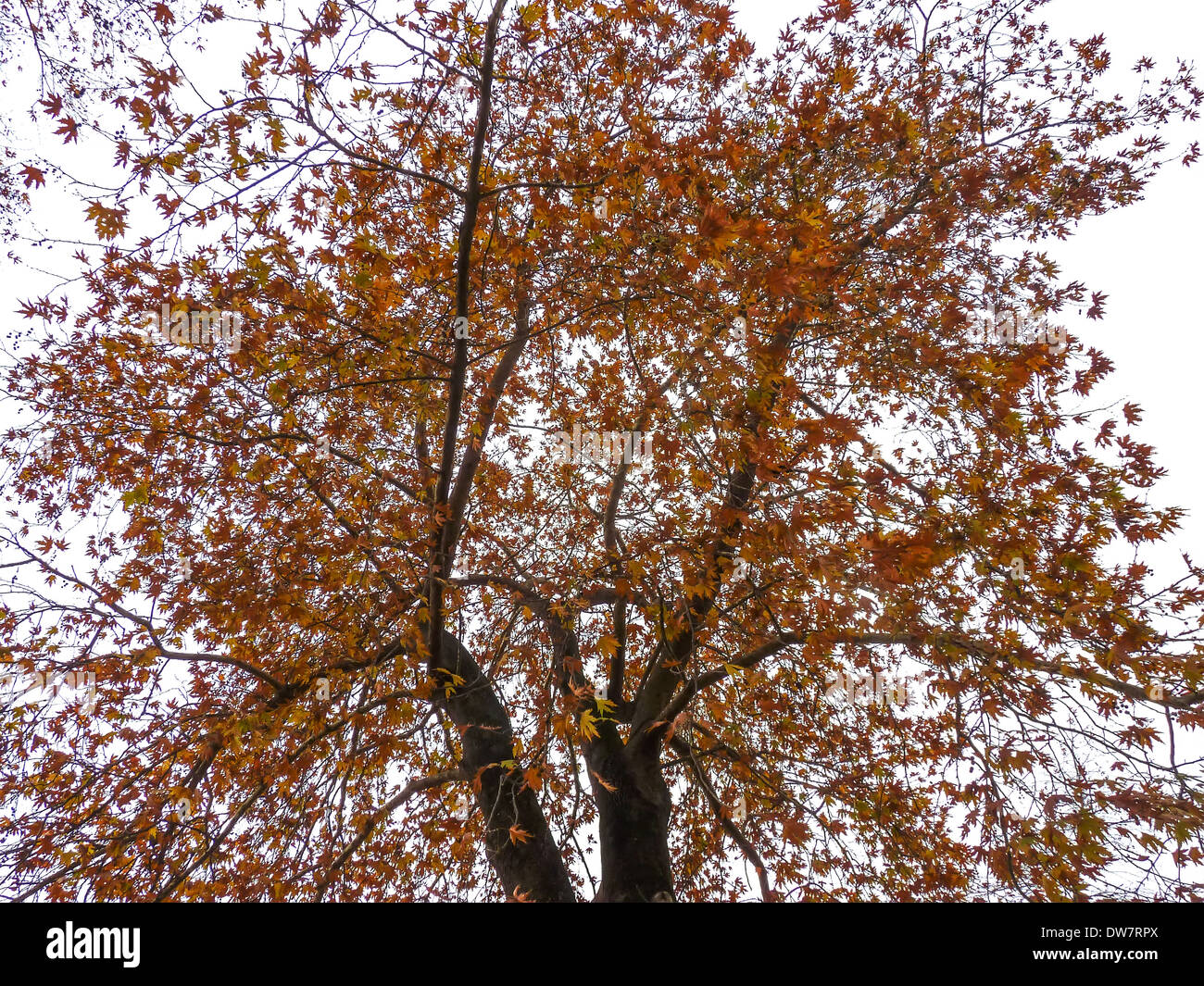 Autumn tree over white sky background Stock Photo - Alamy