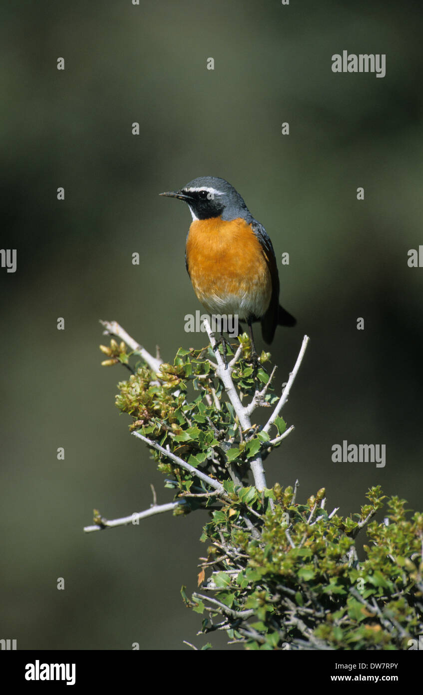 White-throated Robin (Irania gutturalis) adult male on breeding ...