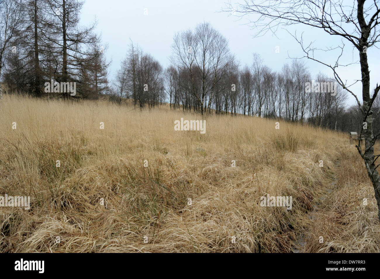 Purple Moor Grass High Resolution Stock Photography and Images - Alamy