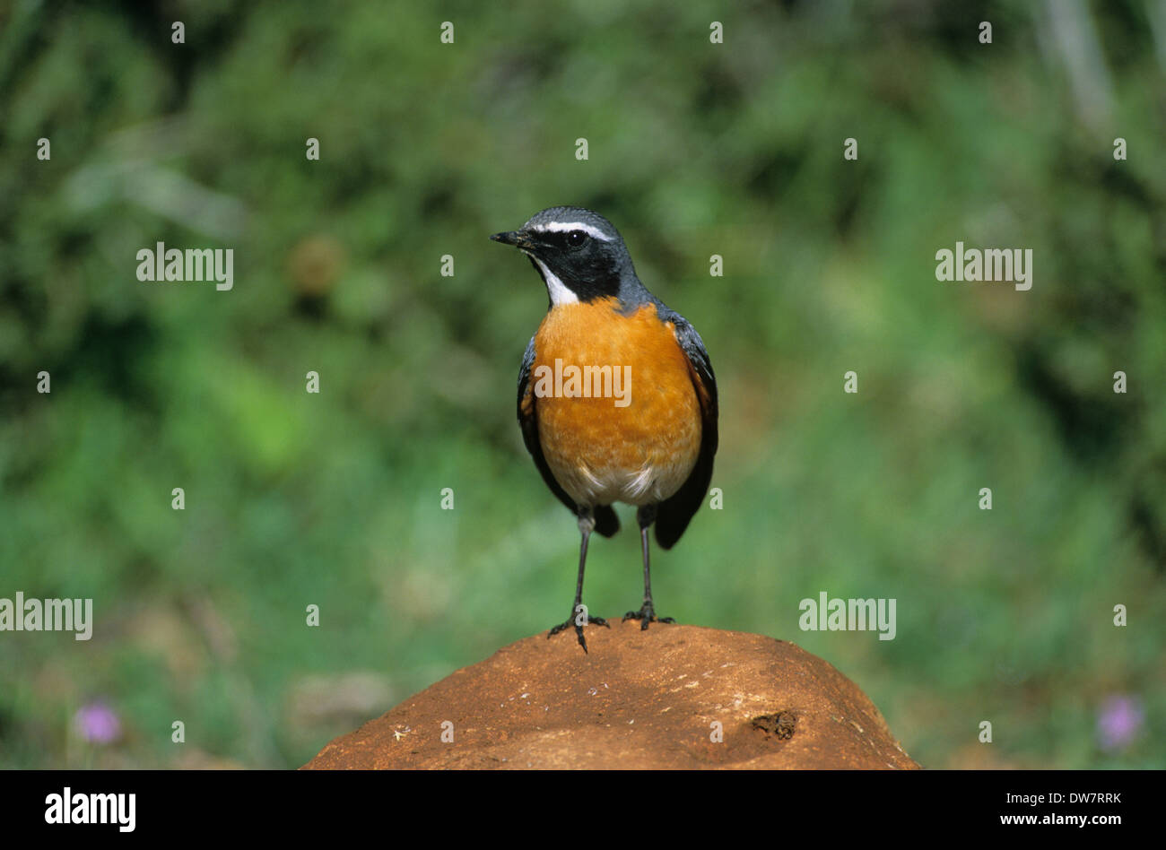White-throated Robin (Irania gutturalis) adult male on breeding ...