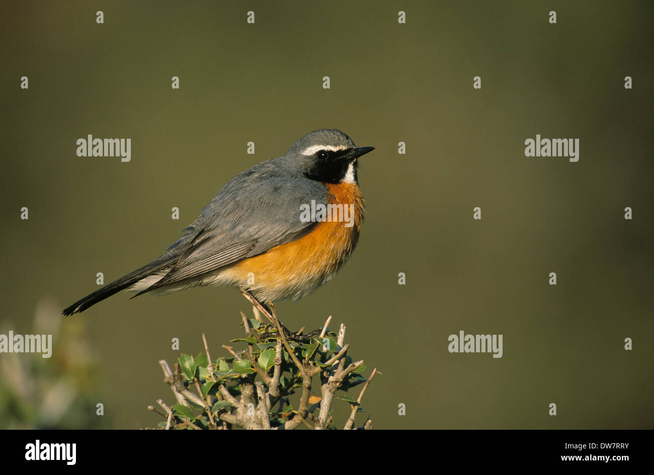 White-throated Robin (Irania gutturalis) adult male on breeding ...