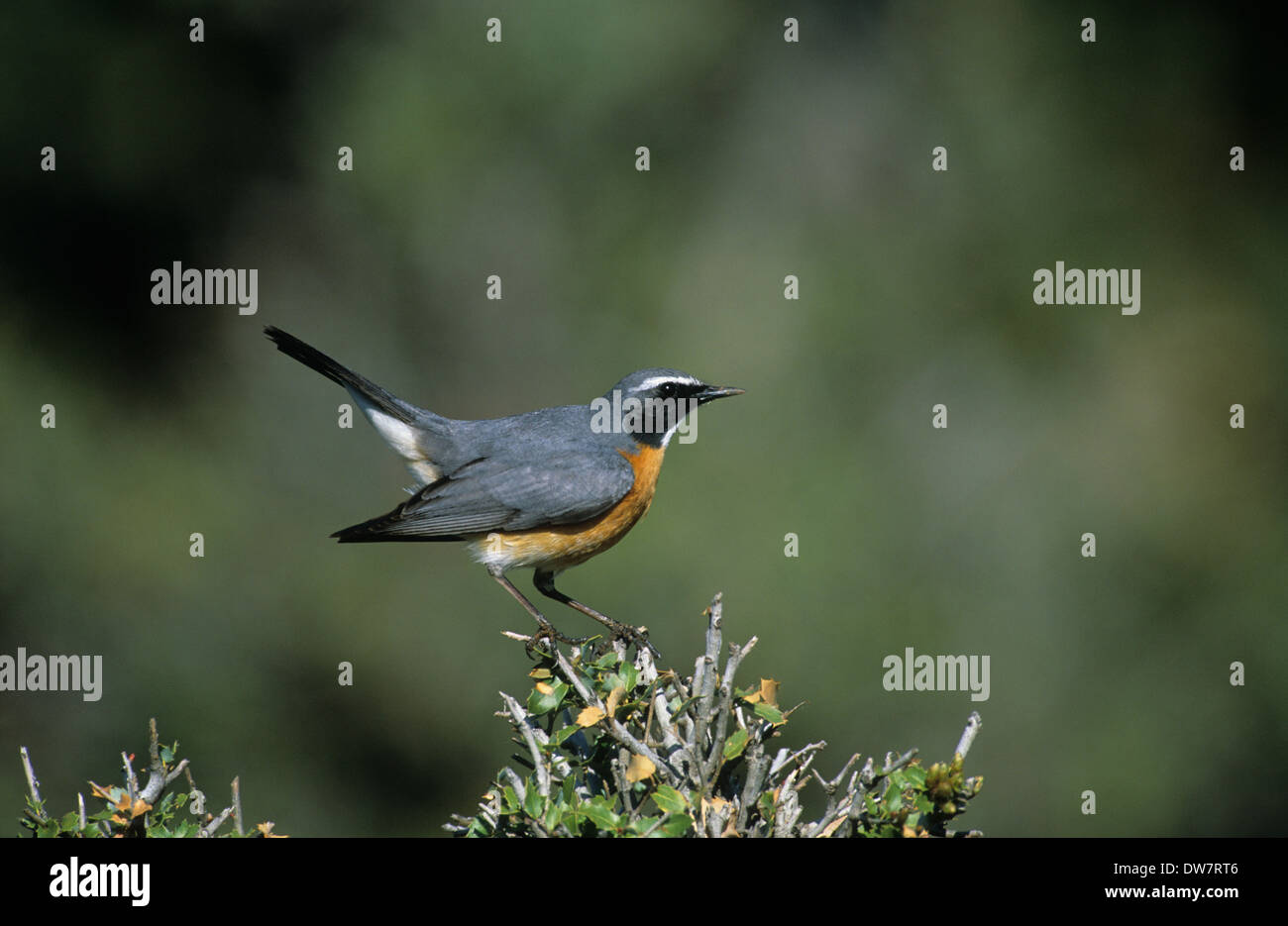 White-throated Robin (Irania gutturalis) adult male on breeding ...