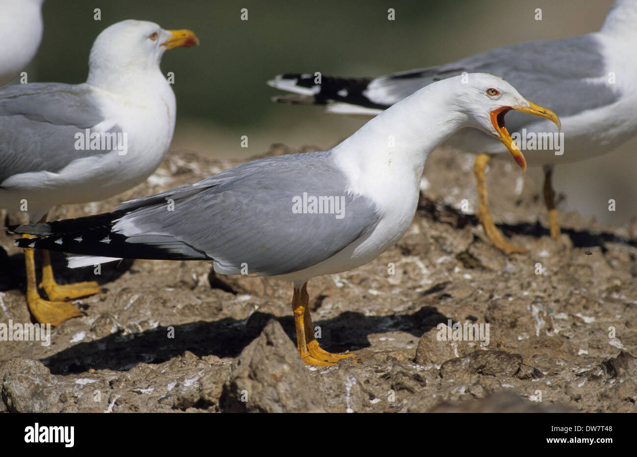 Yellow-legged Gull (Larus cachinnans michahellis) adult in summer ...
