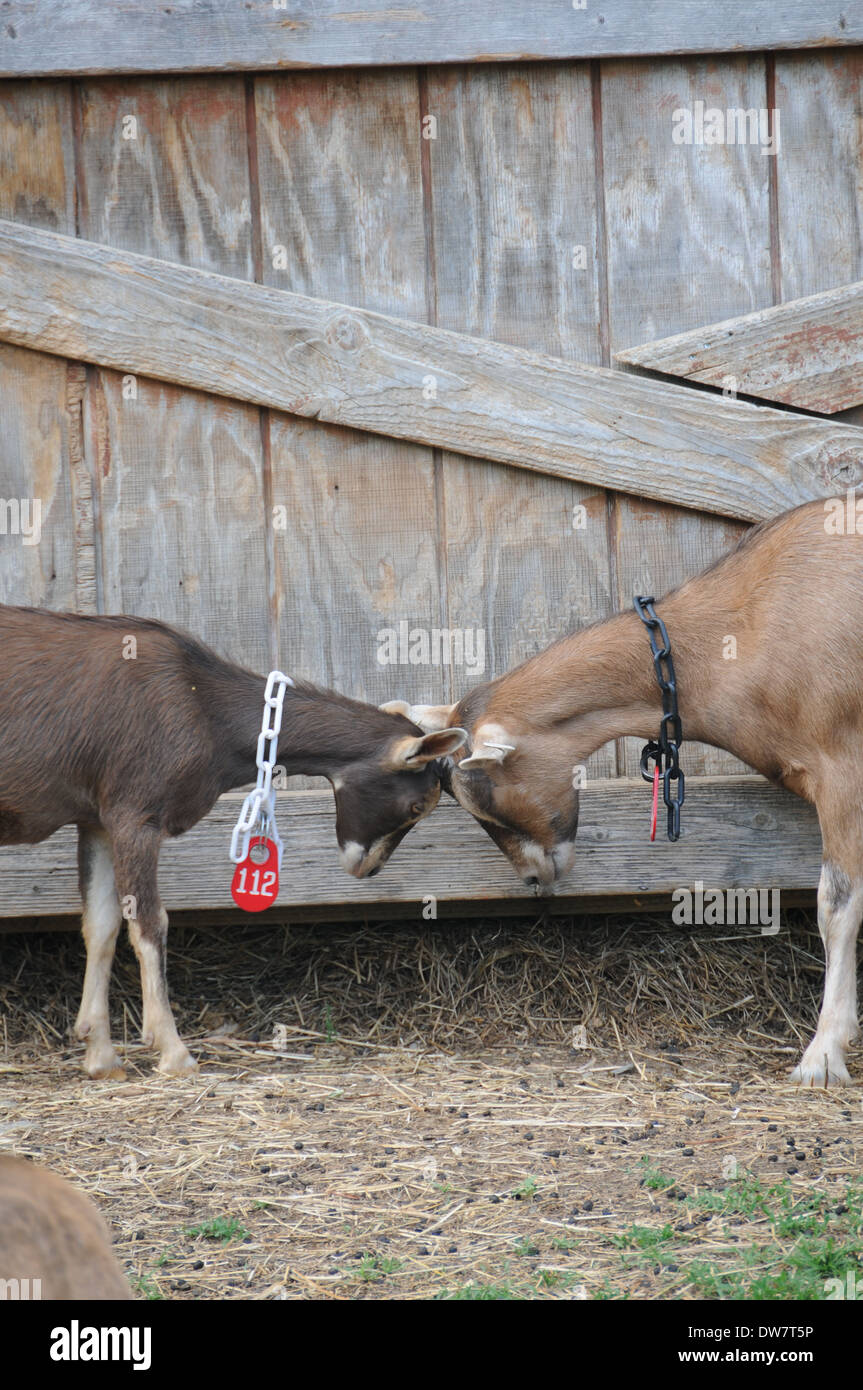 Dairy Goat Mixed Breed Stock Photo - Alamy