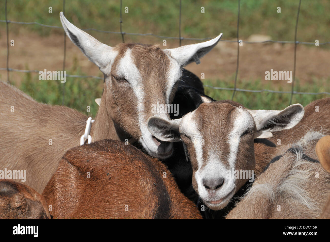 Dairy Goat Mixed Breed Stock Photo - Alamy