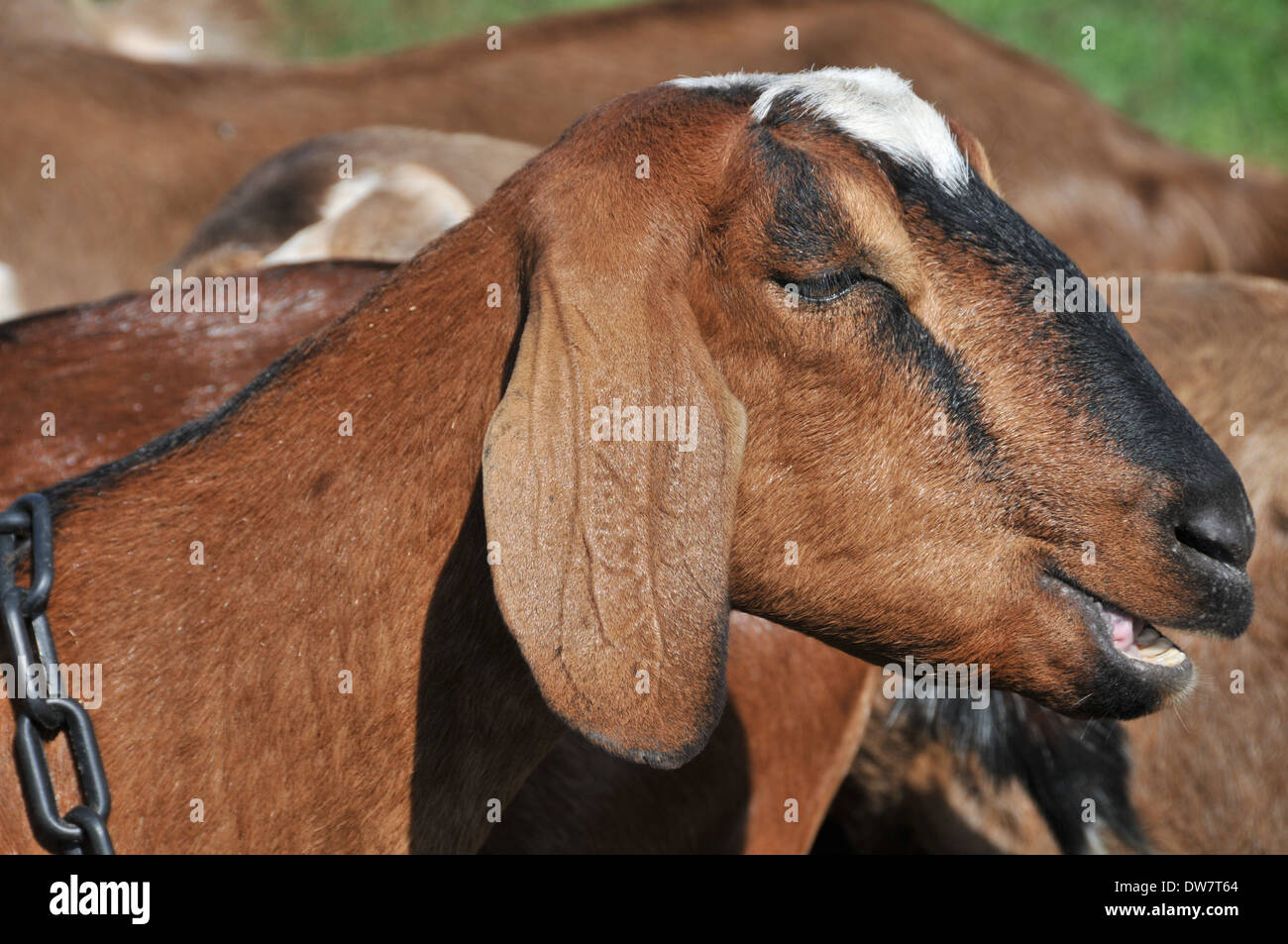 Dairy Goat Mixed Breed Stock Photo - Alamy