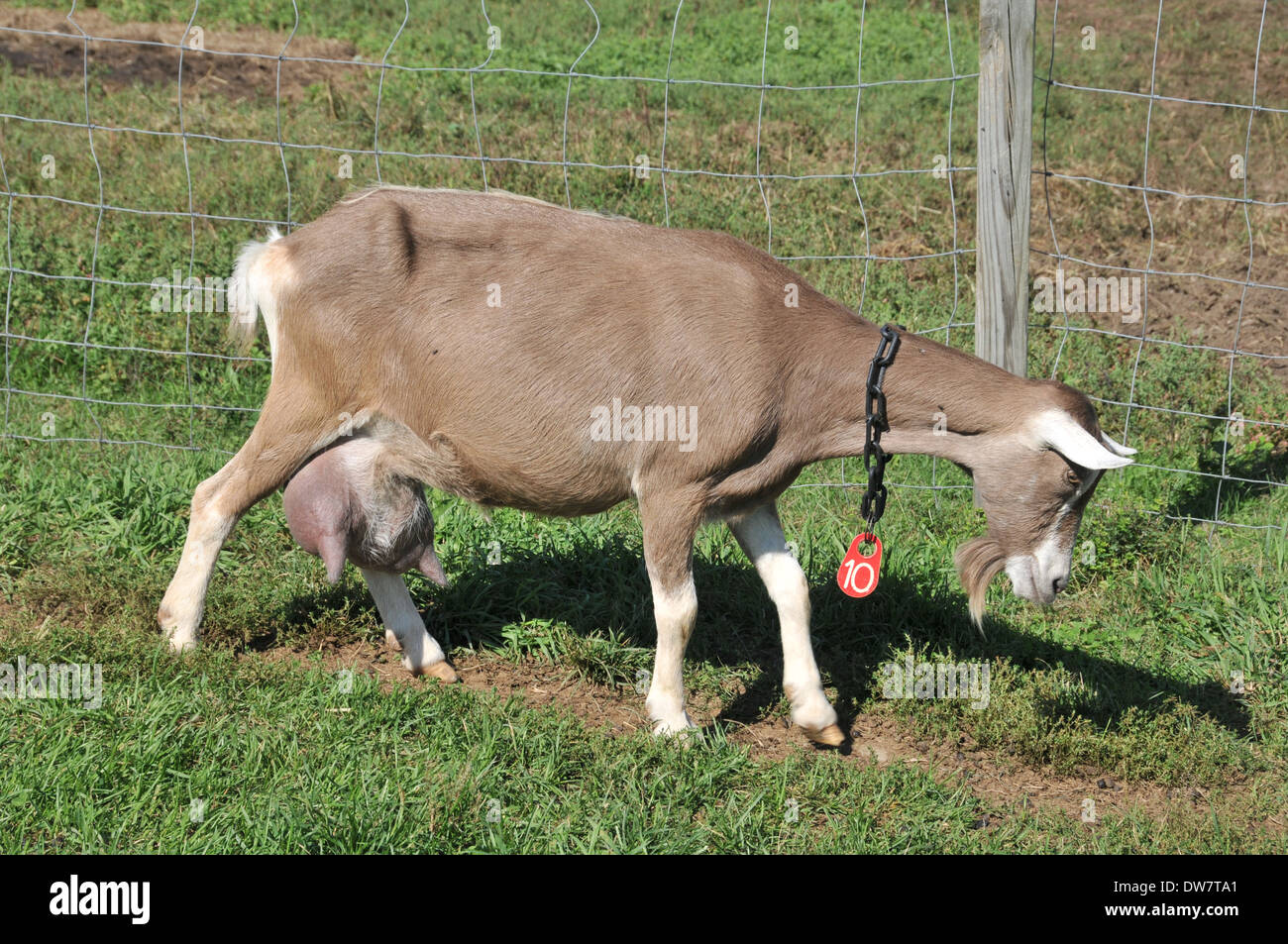 Dairy goat mixed breed hi-res stock photography and images - Alamy