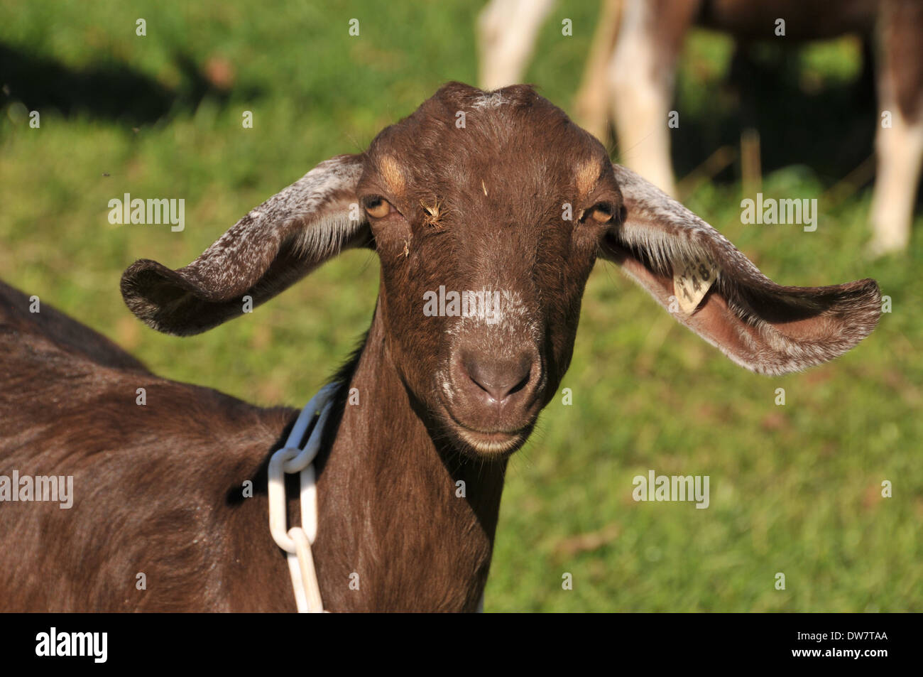Dairy Goat Mixed Breed Stock Photo - Alamy