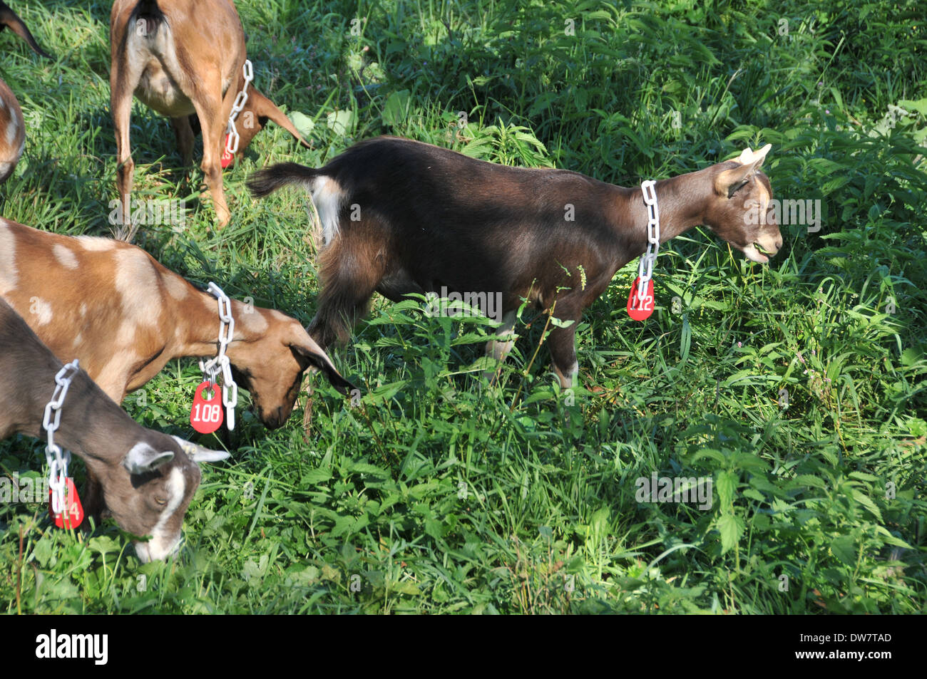 Dairy goat mixed breed hi-res stock photography and images - Alamy