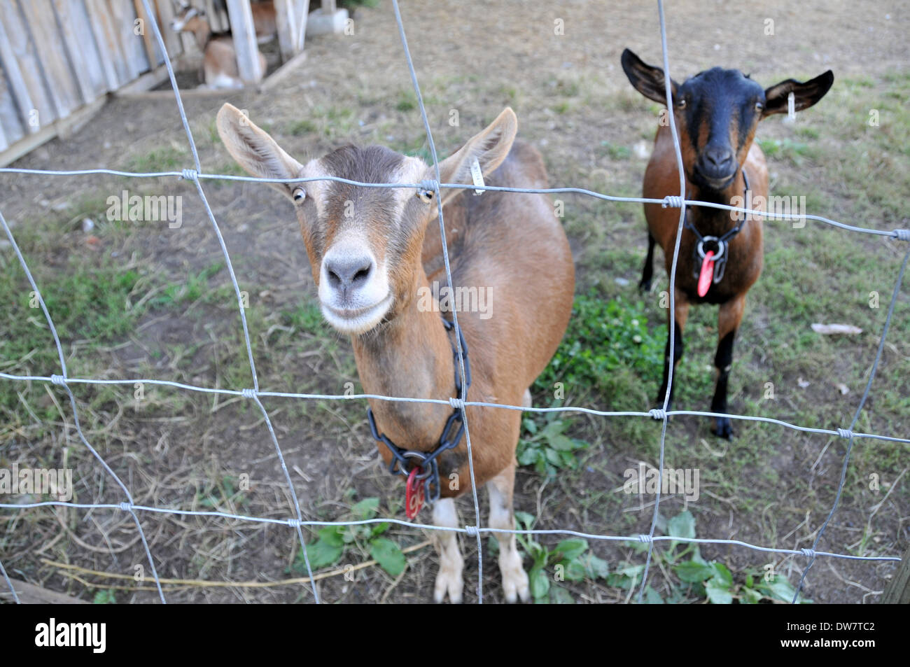 Dairy goat mixed breed hi-res stock photography and images - Alamy