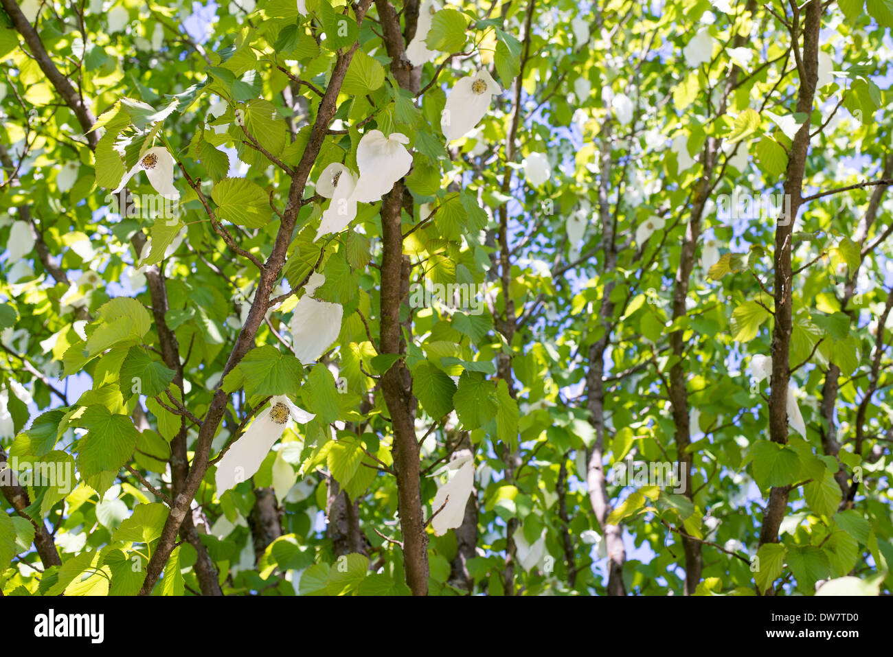 Davidia involucrata dove tree handkerchief tree hi-res stock ...