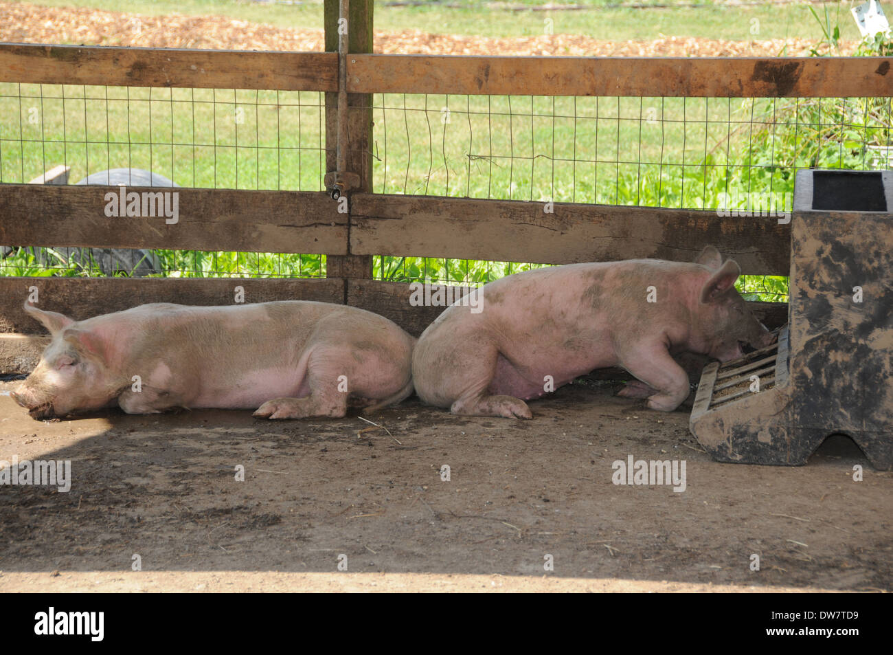 The pigsty yorkshire hi-res stock photography and images - Alamy