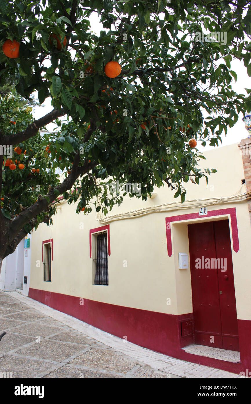 Orange tree in front house hi-res stock photography and images - Alamy