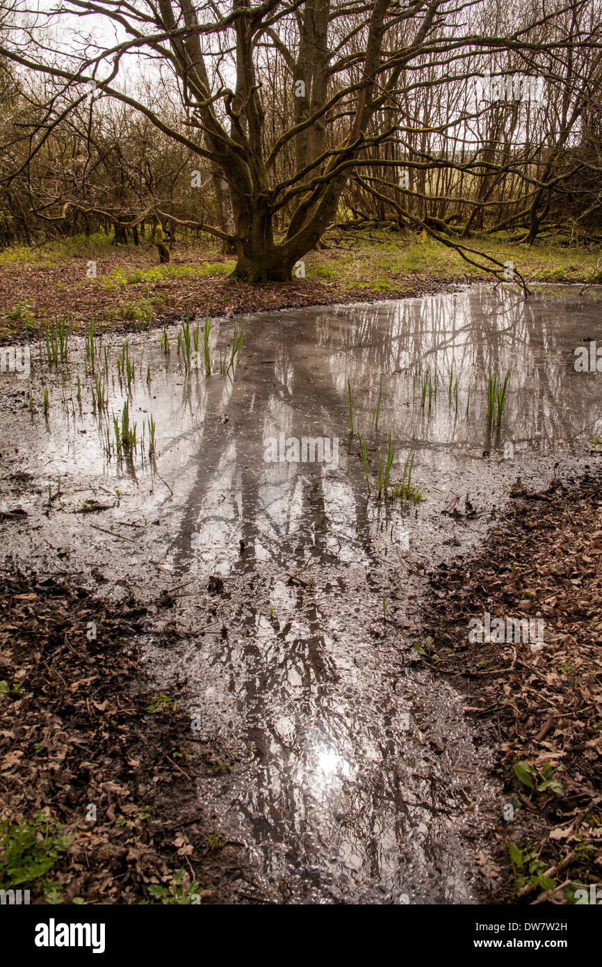 Winter at Broadmere lake Stock Photo - Alamy