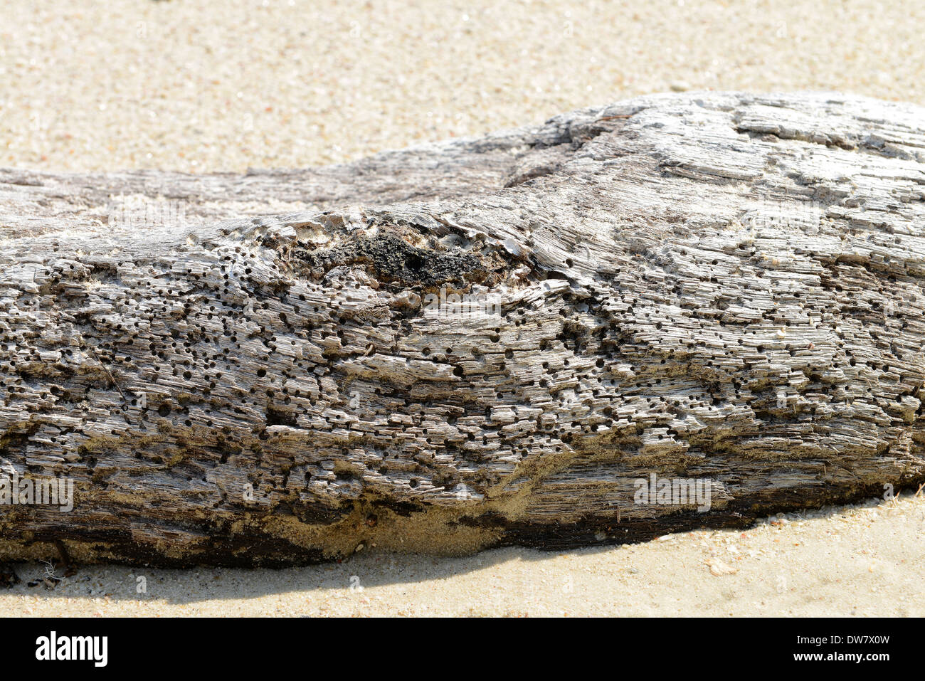 Beach wood texture hi-res stock photography and images - Alamy
