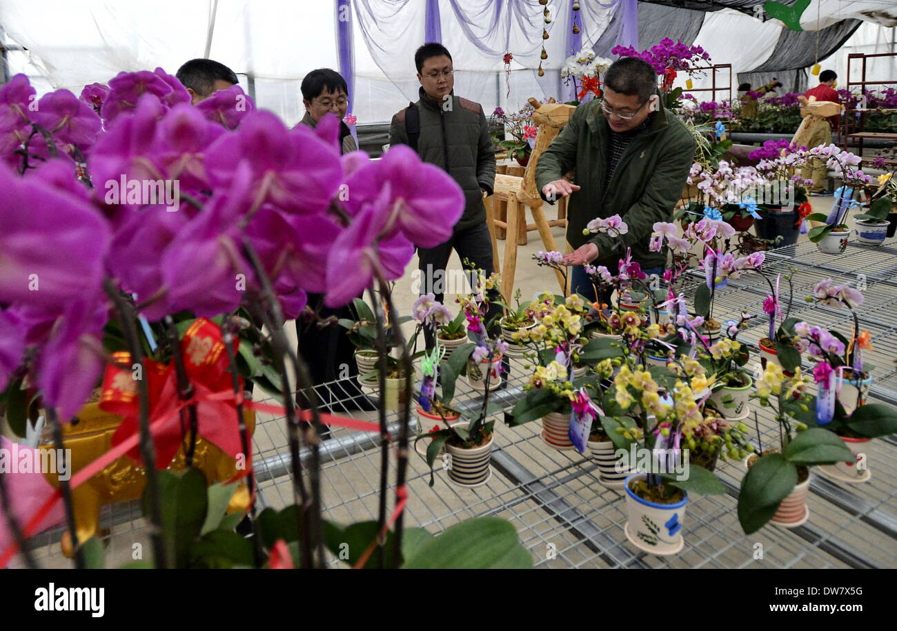 Beijing, China. 1st Mar, 2014. A technologist introduces mini orchis ...