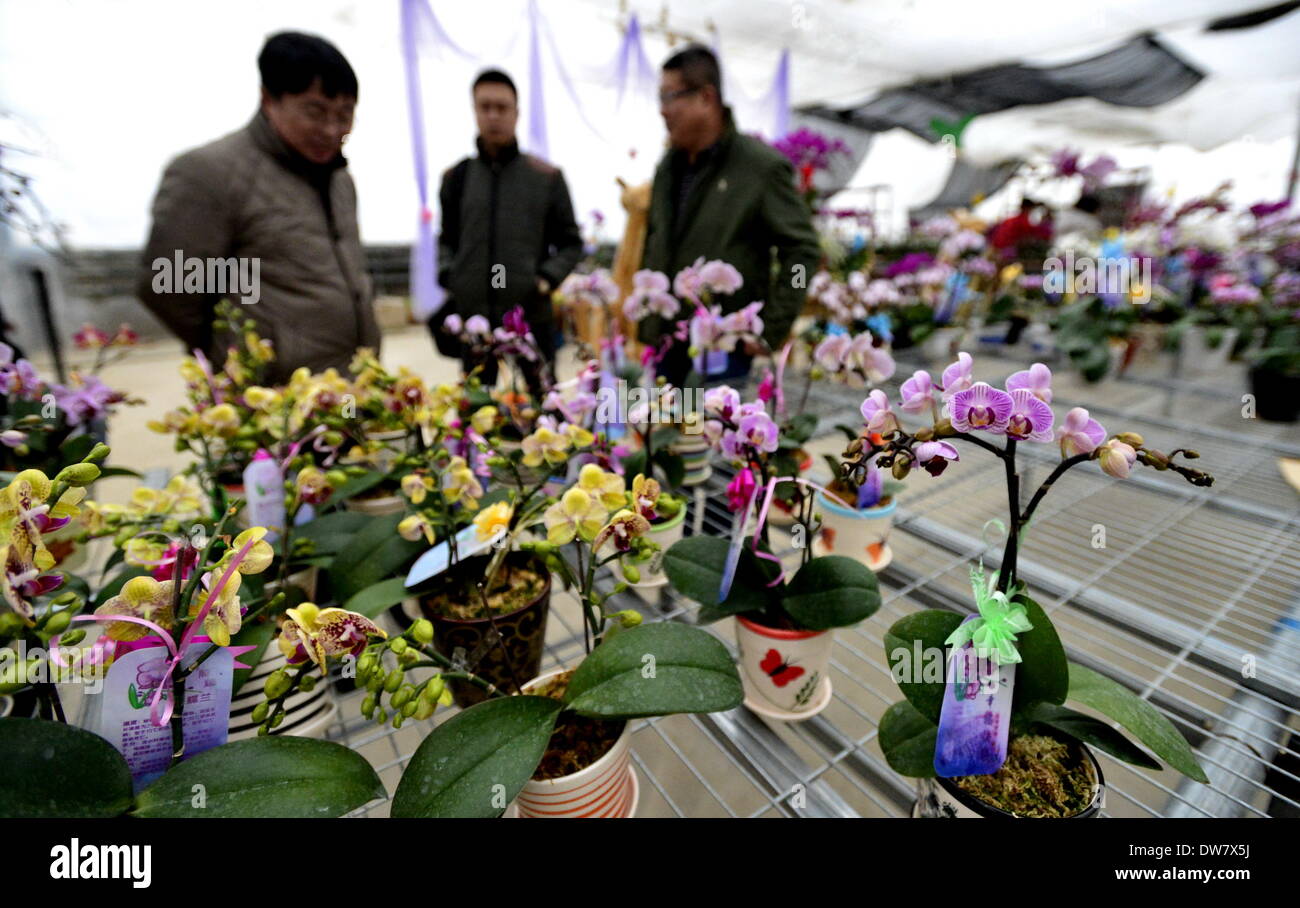 Beijing, China. 1st Mar, 2014. Visitors enjoy mini orchis from Taiwan ...