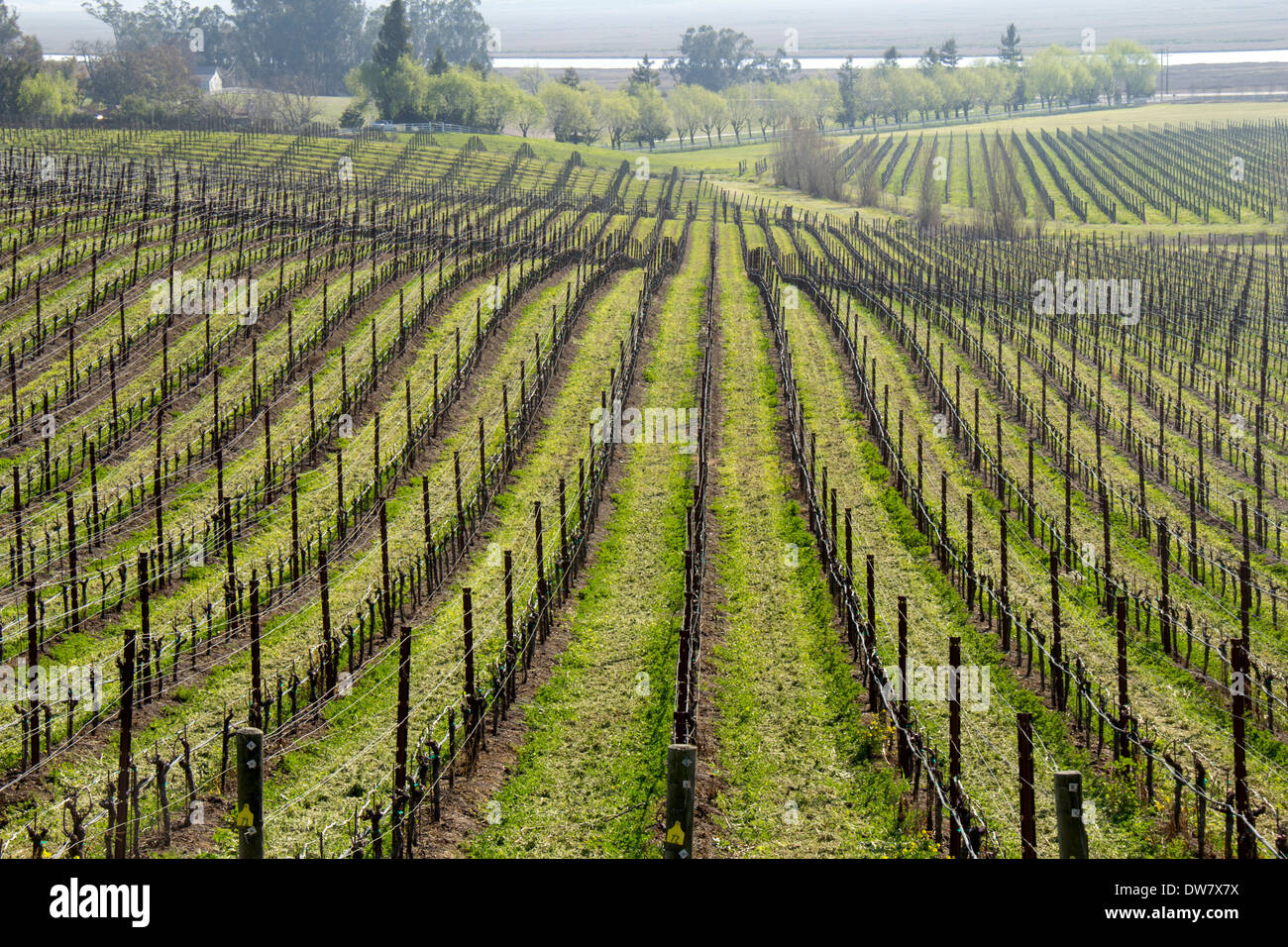 California rows hi-res stock photography and images - Alamy