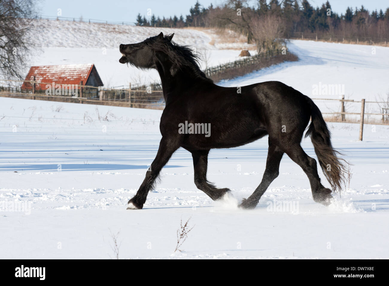 Friesian horse snow winter High Resolution Stock Photography and Images ...