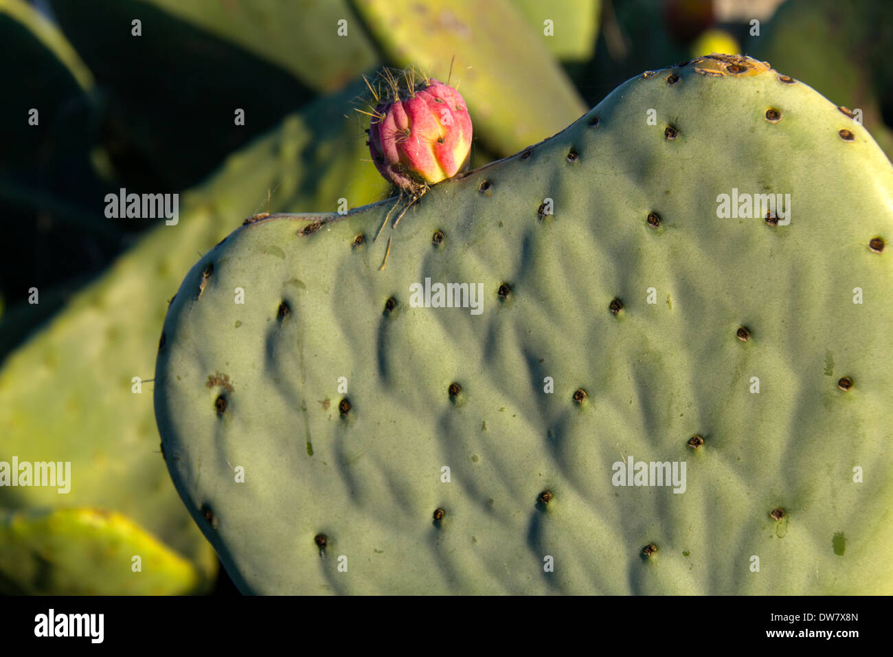 Petaluma flower hi-res stock photography and images - Alamy