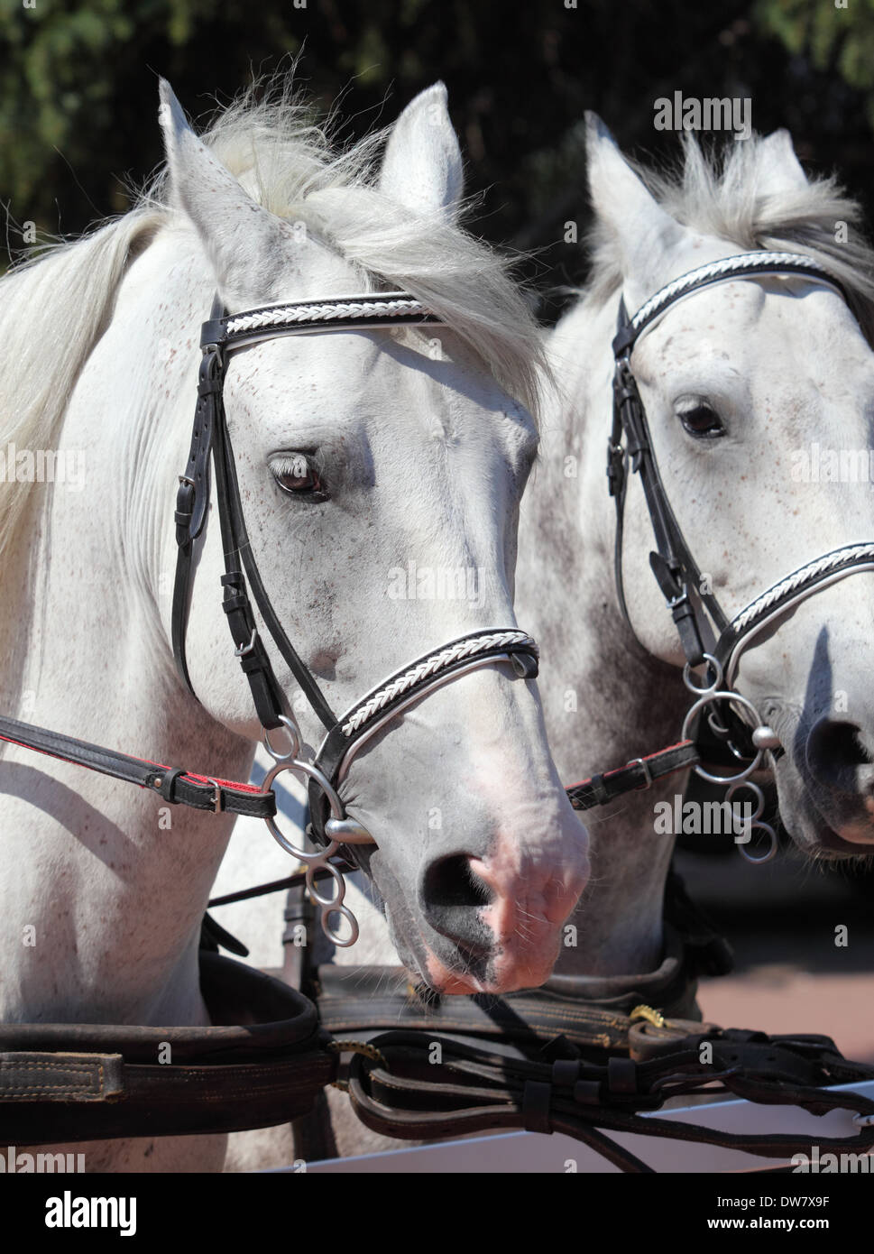 Two horses drawing hi-res stock photography and images - Alamy