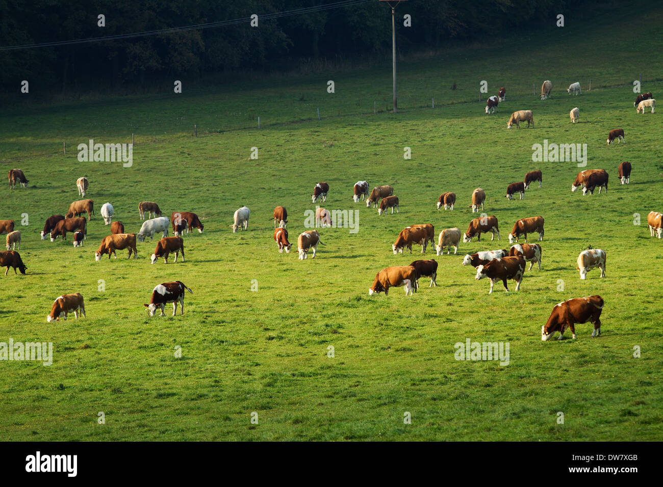 Grazing cow cattle hi-res stock photography and images - Alamy