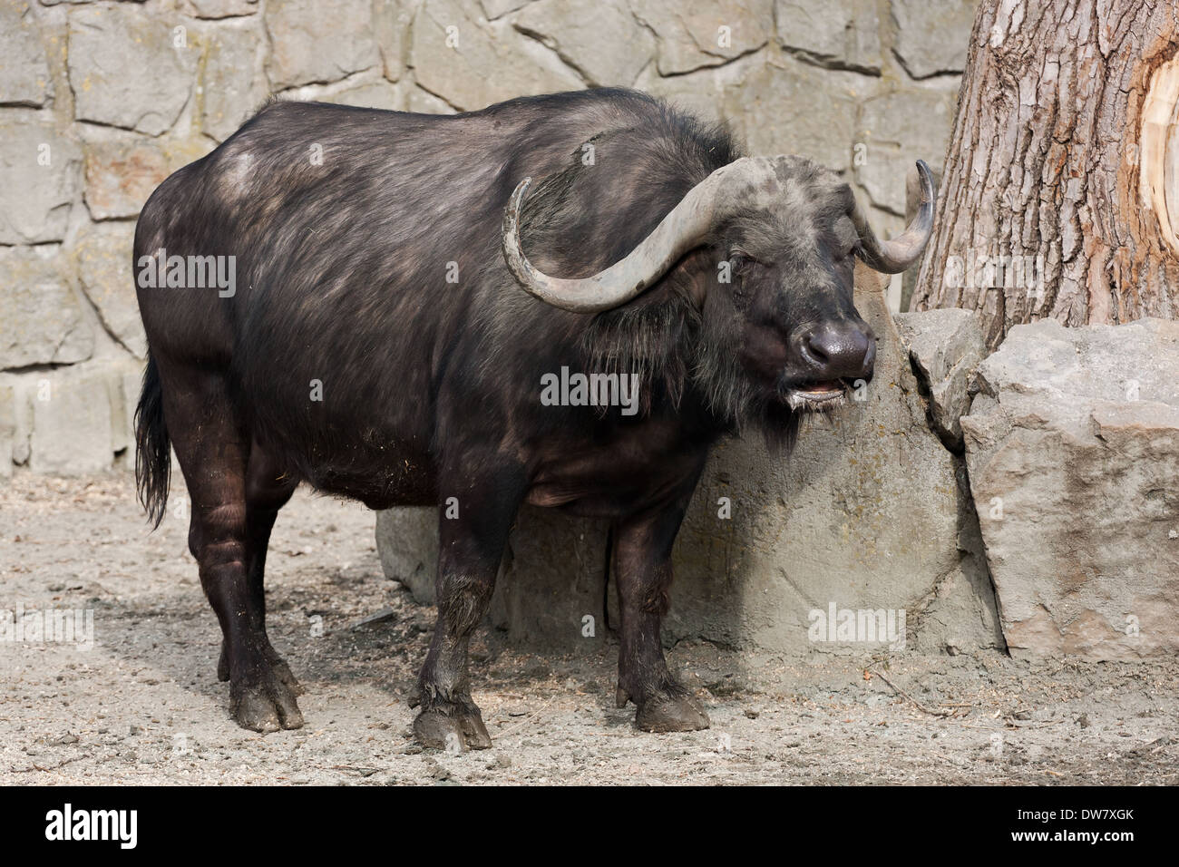 African buffalo hi-res stock photography and images - Alamy