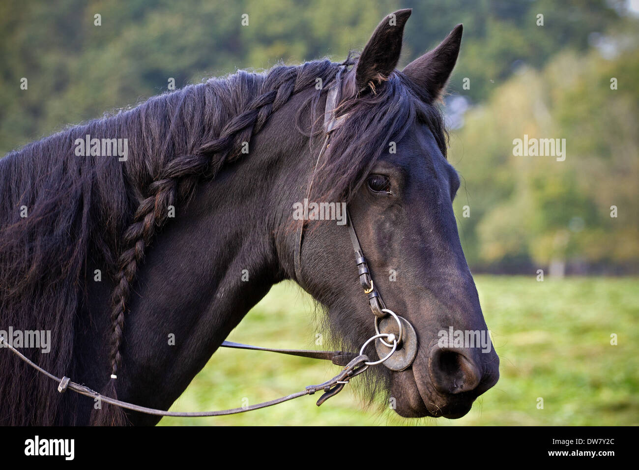 Friesian horse riding hi-res stock photography and images - Alamy