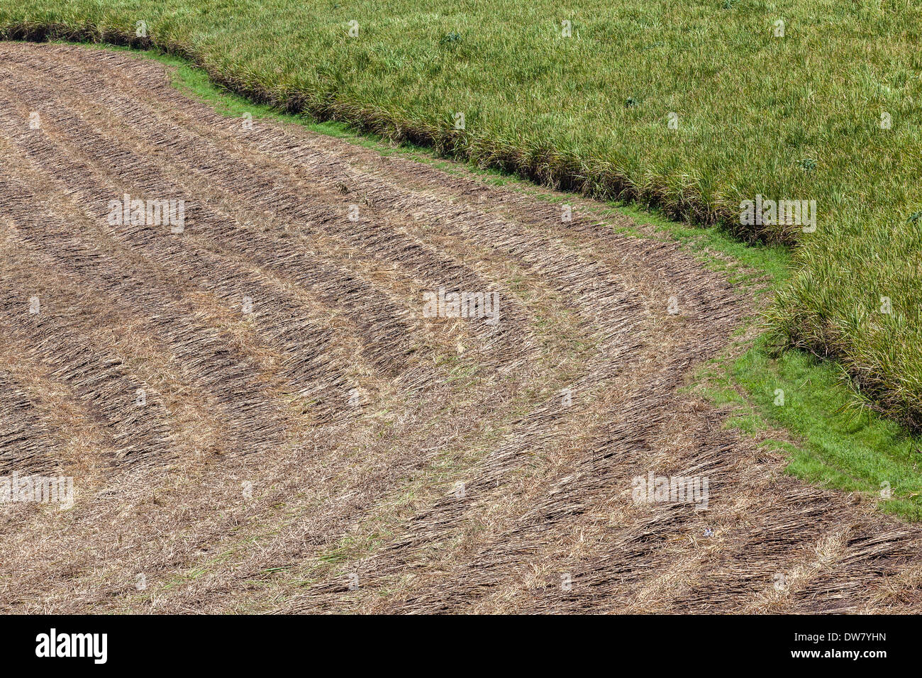 Farmlands sugarcane crops fire burned harvested crops lay in fields ...