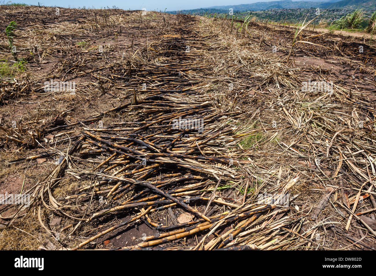 Farmlands sugarcane crops fire burned harvested crops lay in fields ...