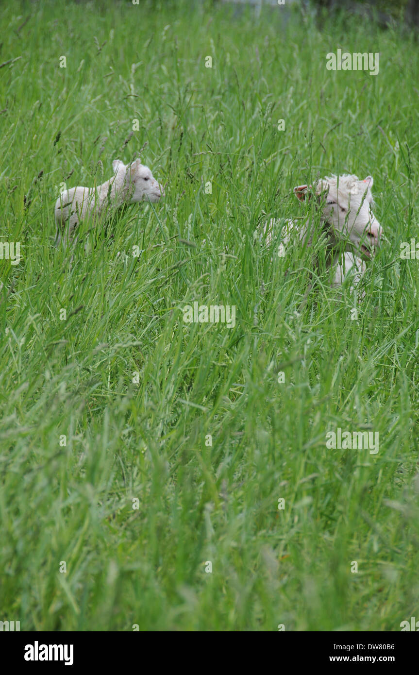 Sheep, goats, lamb Stock Photo - Alamy