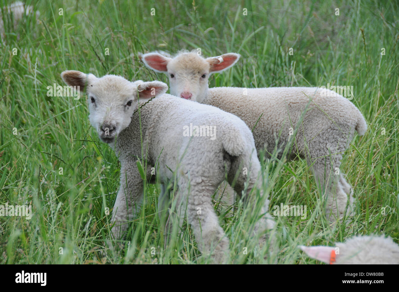 Sheep, goats, lamb Stock Photo - Alamy