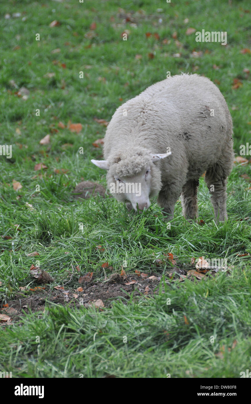 Sheep, goats, lamb Stock Photo - Alamy