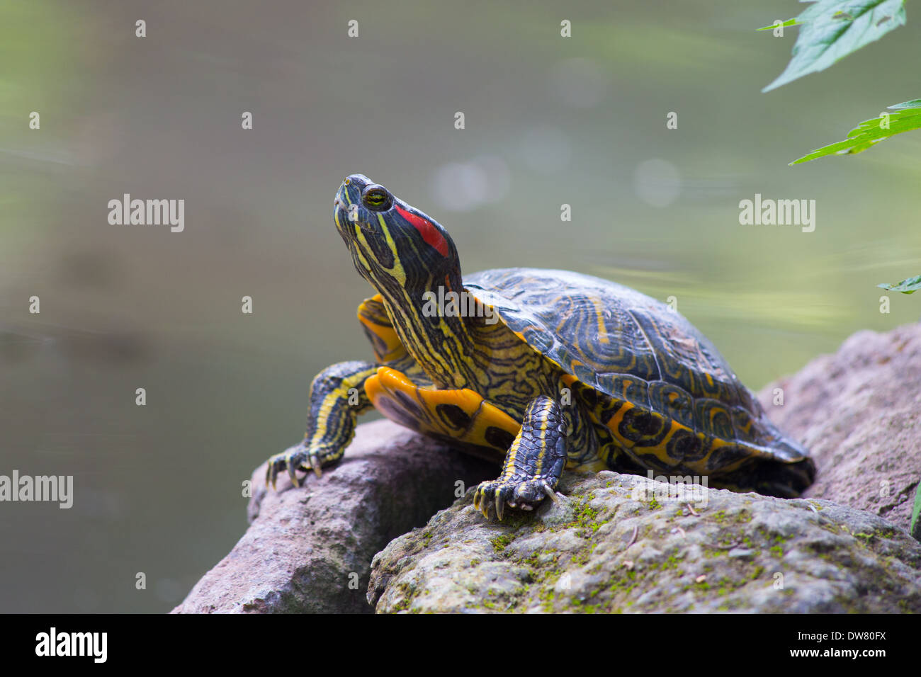 A turtle posing on a rock with a blurred background Stock Photo - Alamy