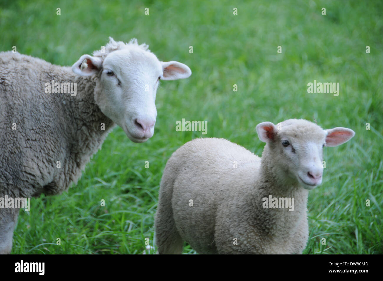 Sheep, goats, lamb Stock Photo - Alamy