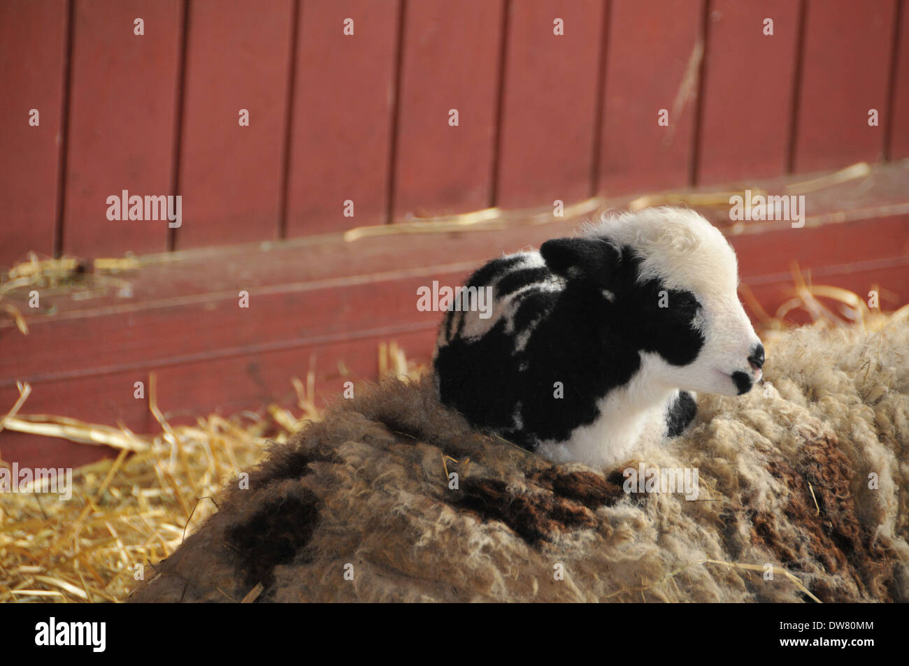 Sheep, goats, lamb Stock Photo - Alamy